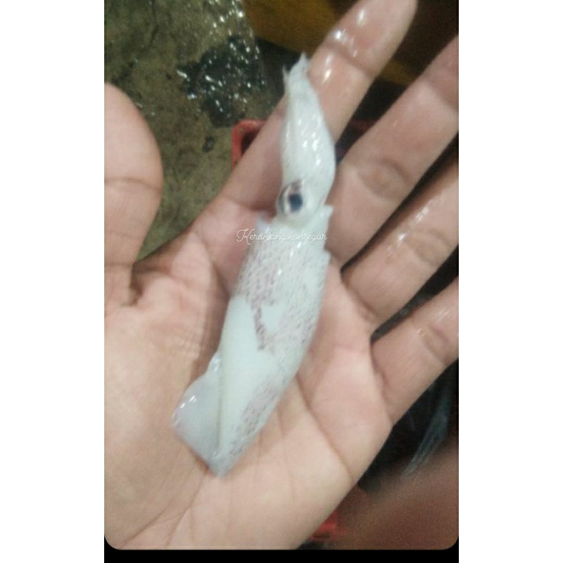Jual Cumi tinta segar / cumi basah / cumi laut berkualitas 1kg | Shopee ...