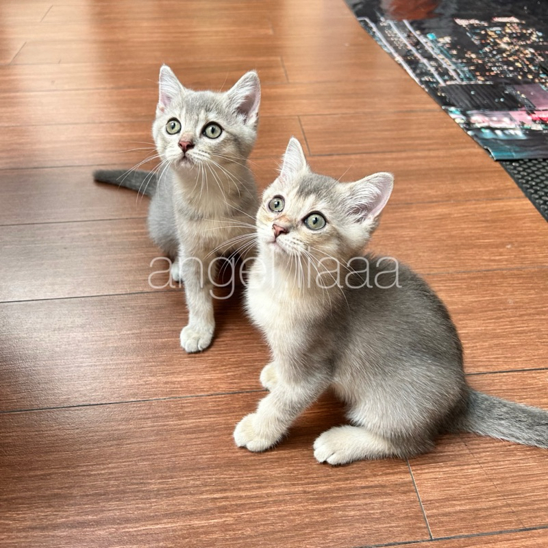 Jual Kucing Kitten British Shorthair BSH Blue - Golden Mix Non Ped ...