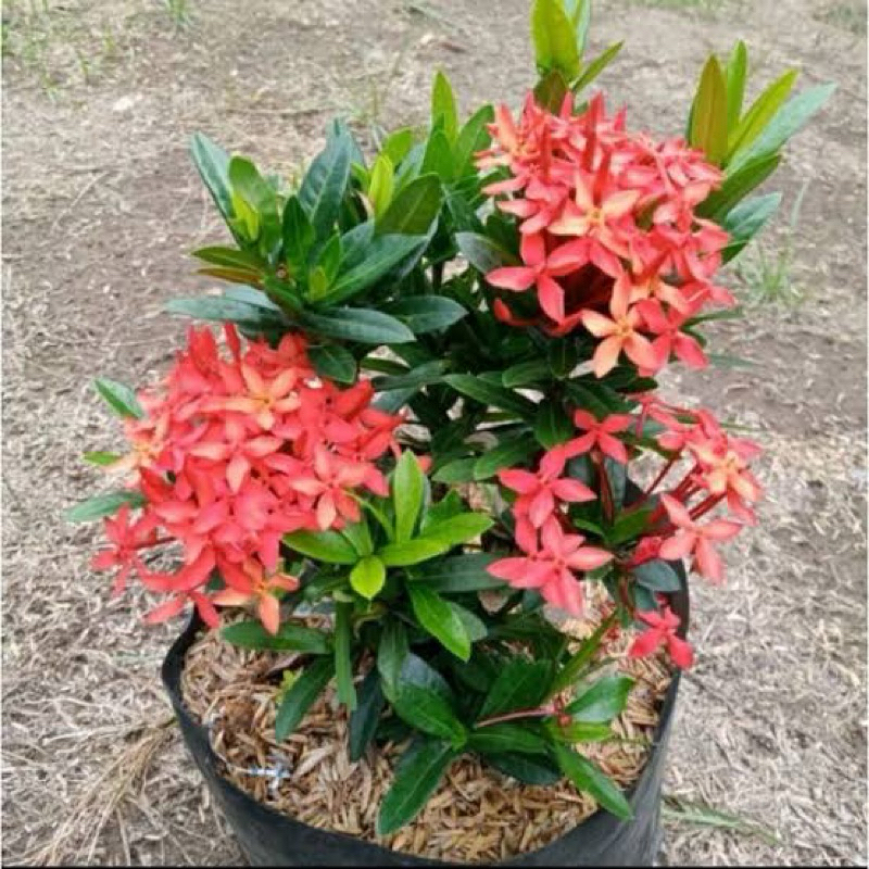 Jual Tanaman Hias Bunga Asoka Jepang (Menggunakan Polybag) | Shopee ...