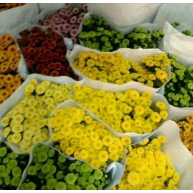 Jual Bunga calimero isi 10 tangkai | Shopee Indonesia