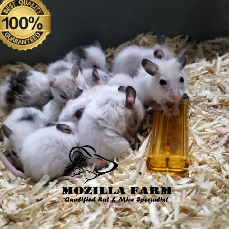 Jual Promo Menarik Tikus Putih ASF Rat African Soft Fur Rat Size Small ...