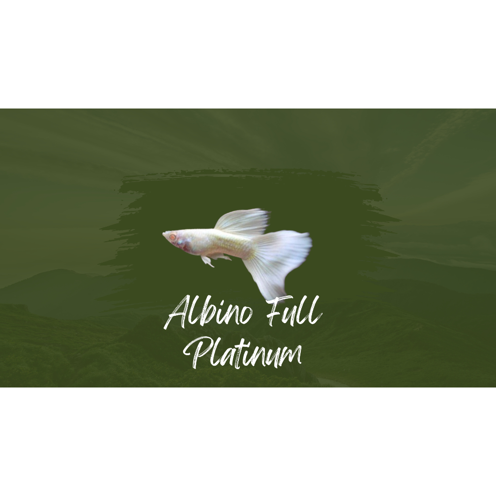 Jual Packing styrofoam albino full platinum | Shopee Indonesia