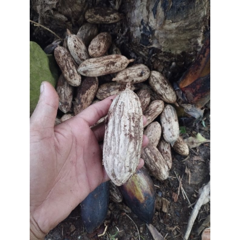 Jual Biji Pohon Ulin Merah Kalimantan | Shopee Indonesia
