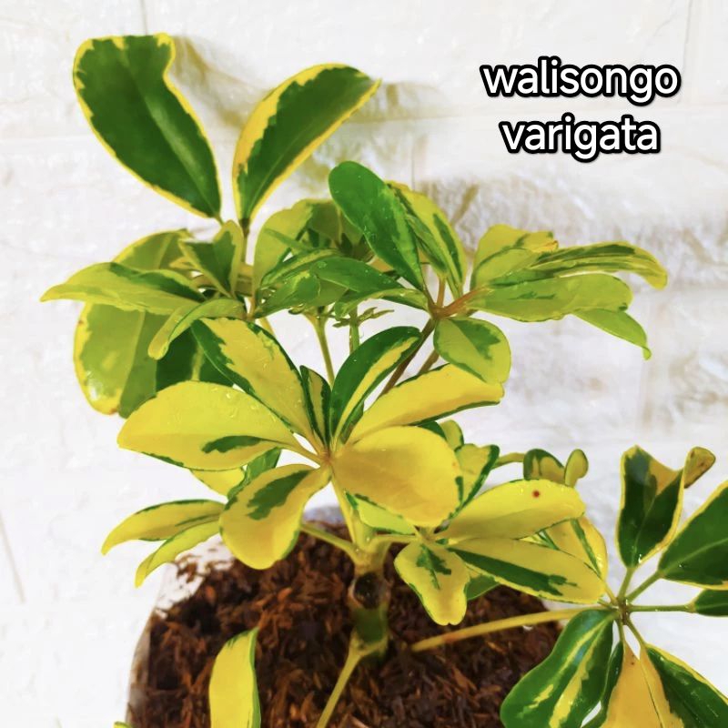 Jual TANAMAN HIAS WALISONGO VARIGATA | Shopee Indonesia