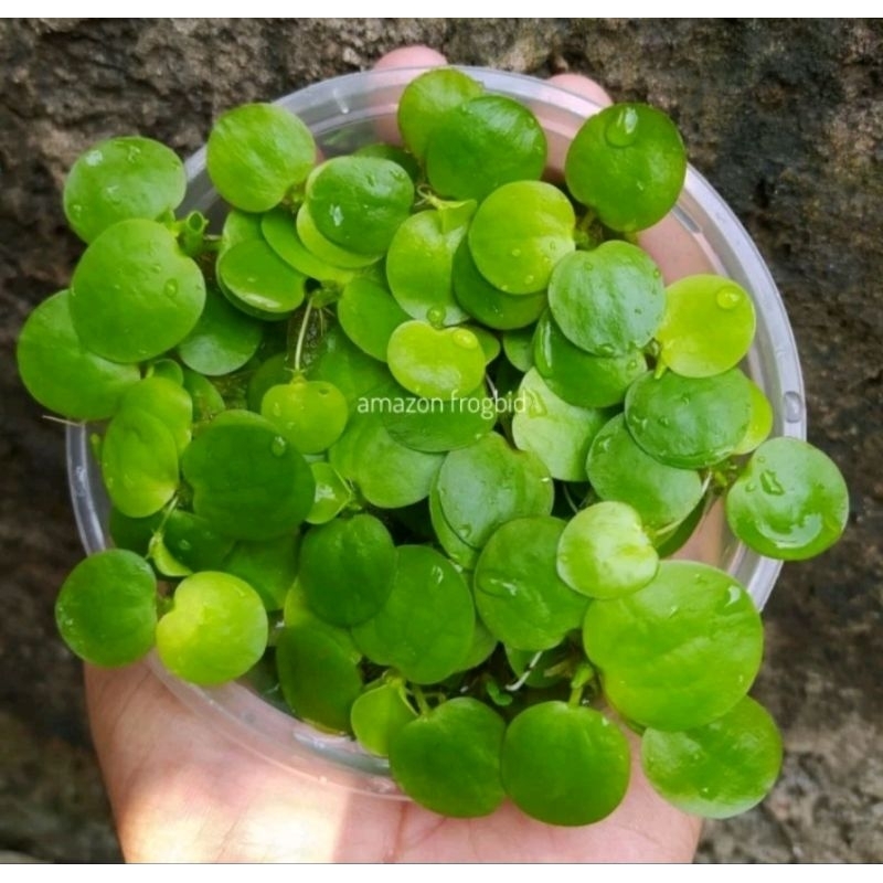Jual Tanaman Air Amazon Frogbit Mix Tanaman Apung Salvinia Dan Azolla ...