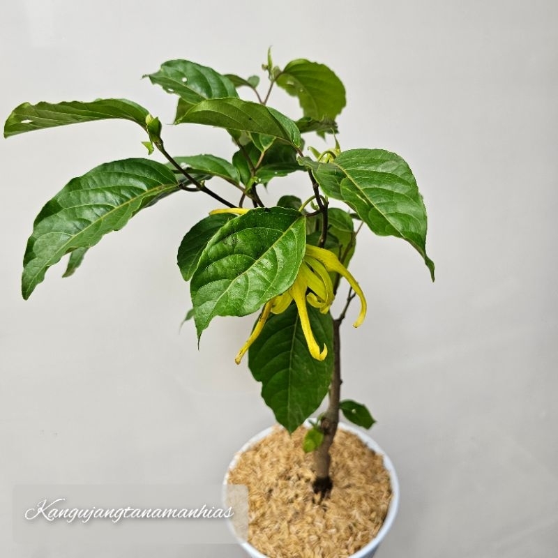 Jual 1 POT Tanaman Bibit Bunga Kenanga ( Siap berbunga ) | Shopee Indonesia