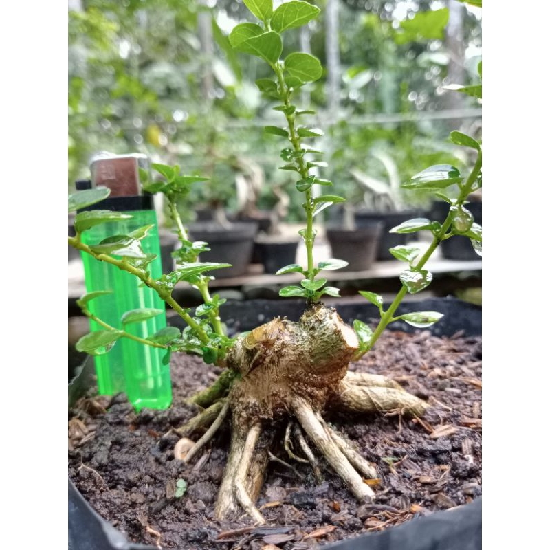 Jual Bahan Bonsai Sancang The Max Mame Prokar Program Akar Realpict ...