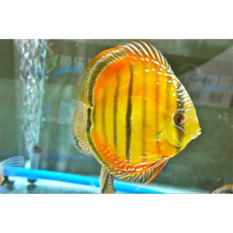 Jual Discus Yellow Heckel Hias Aquarium | Shopee Indonesia