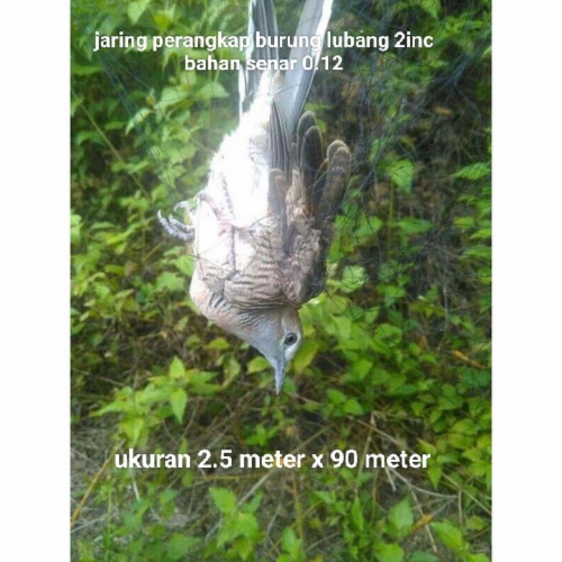 Jual jaring perangkap burung lubang 2inc 2.5meter x 90meter warna hitam ...