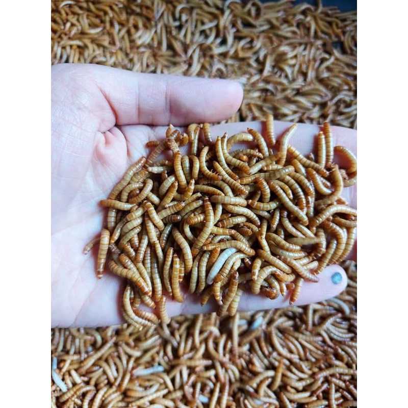 Jual ulat hongkong premium 250 gram / premium seluruh indonesia ...