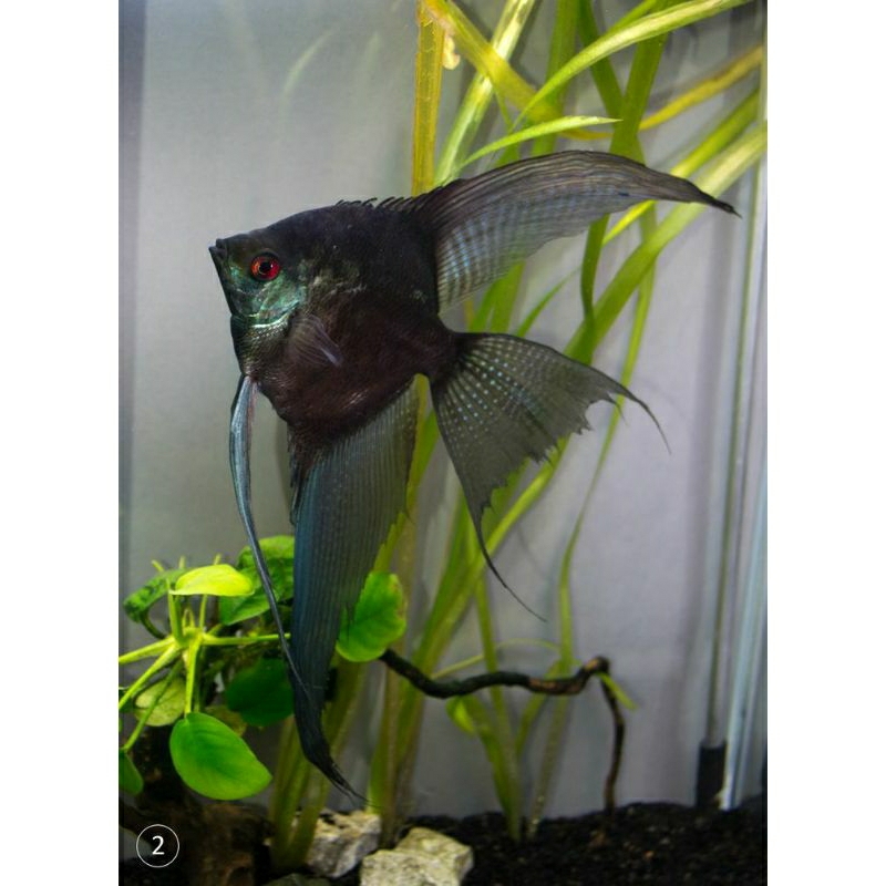 Jual ikan manfish slayer / manfish black (manfish) | Shopee Indonesia