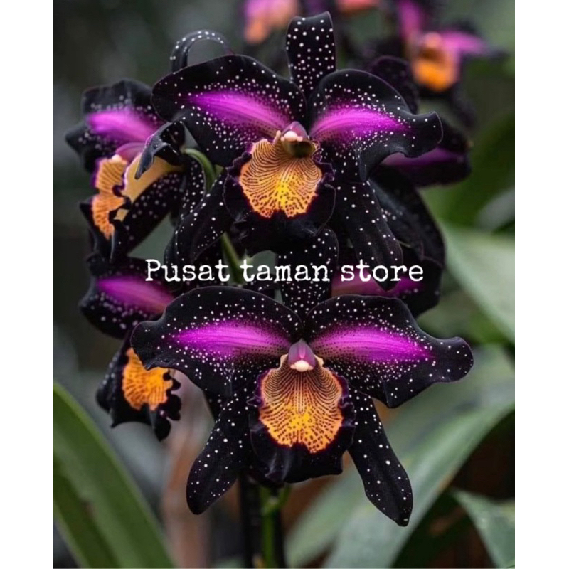 Jual TANAMAN HIAS ANGGREK DENDROBIUM TREE COLOR - BUNGA ANGGREK ...