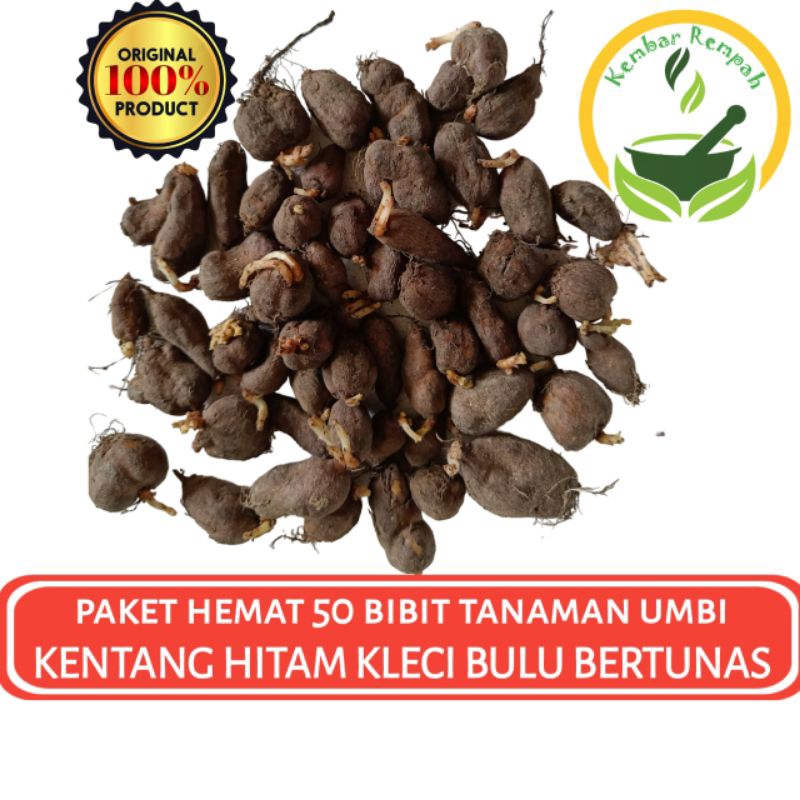Jual Paket Hemat 50 Bibit Tanaman Kentang Hitam Bertunas Kentang Bulu ...