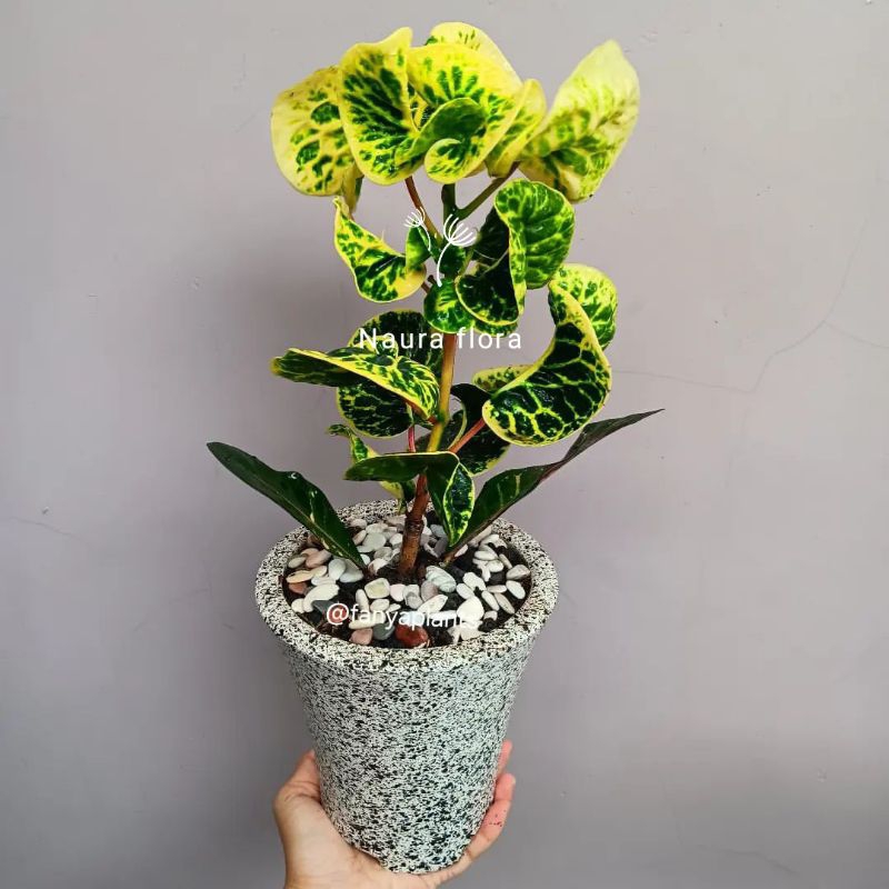 Jual Tanaman hias puring apel - pohon puring apel | Shopee Indonesia