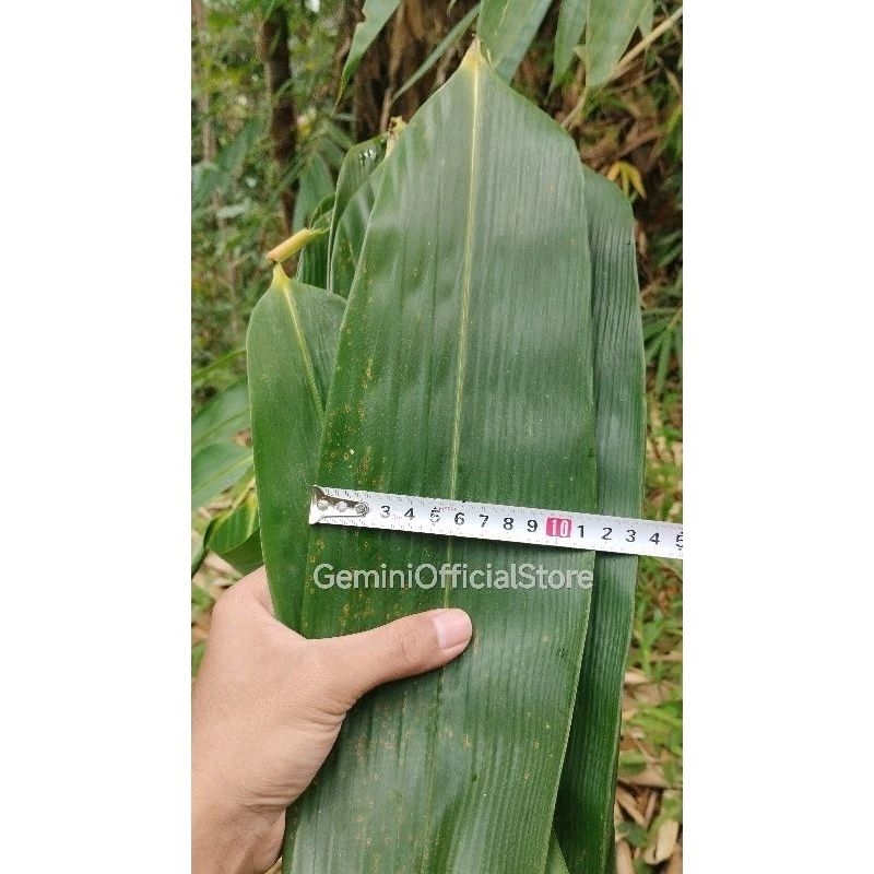Jual Daun Bambu Segar Pilihan herbal dan bungkus bacang | Shopee Indonesia