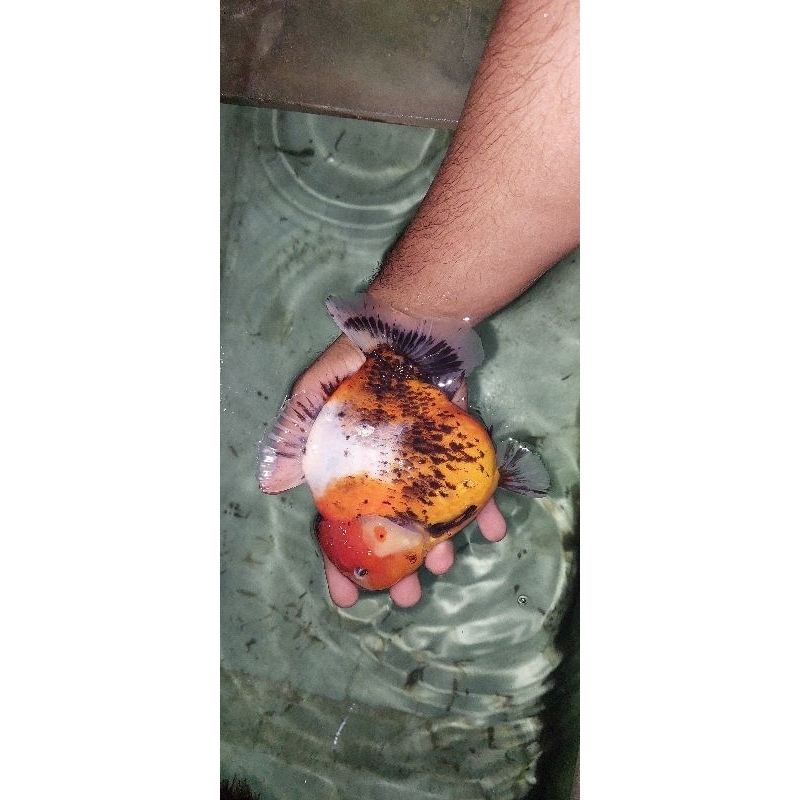 Jual oranda breeder betina | Shopee Indonesia