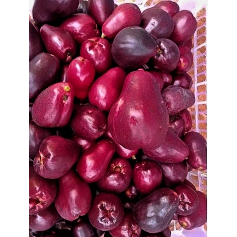Jual Buah Jambu Jamaika / Darsono 1 kg | Shopee Indonesia