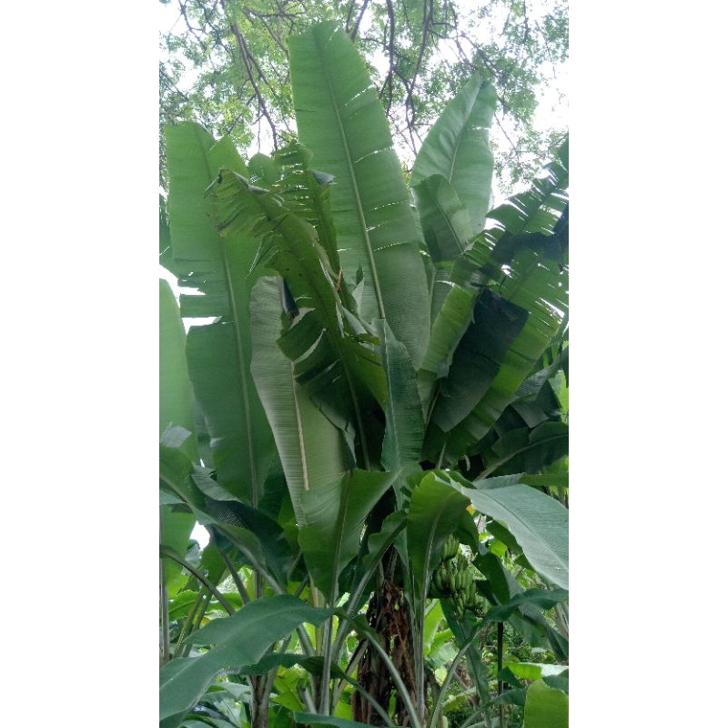 Jual Daun pisang ,bisa untuk bikin Bugis , lambangsari dan sasimpo ...