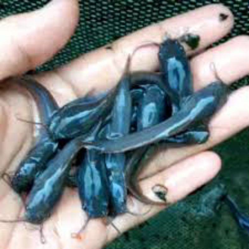 Jual benih lele uk 2_4cm isi 60 bonus pakan bergaransi | Shopee Indonesia