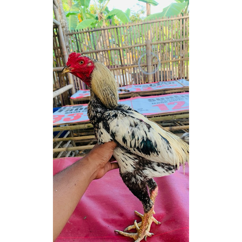 Jual ayam pama iq / pama ninja, atret mundut kepret, kuda lari | Shopee ...