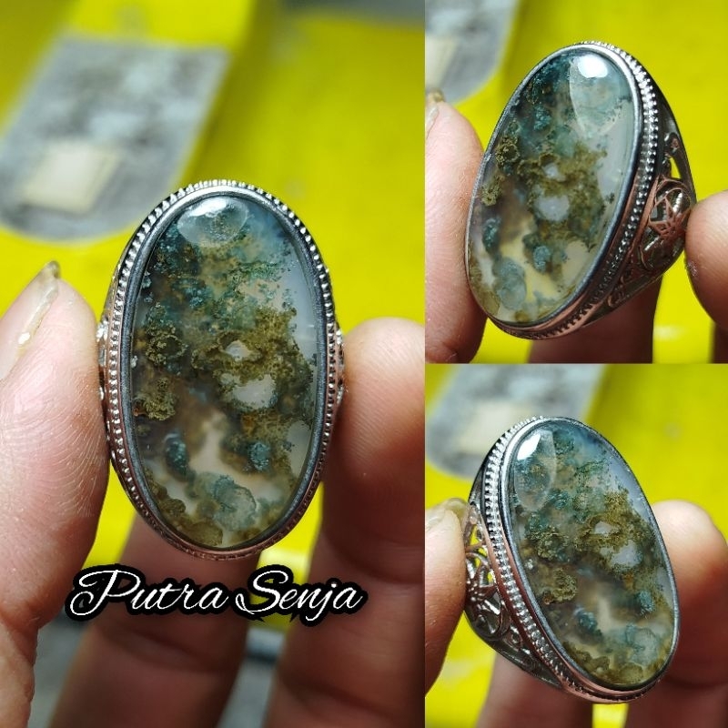 Jual Klawing Badar lumut super cantik bukan nogosui pancawarna garut ...