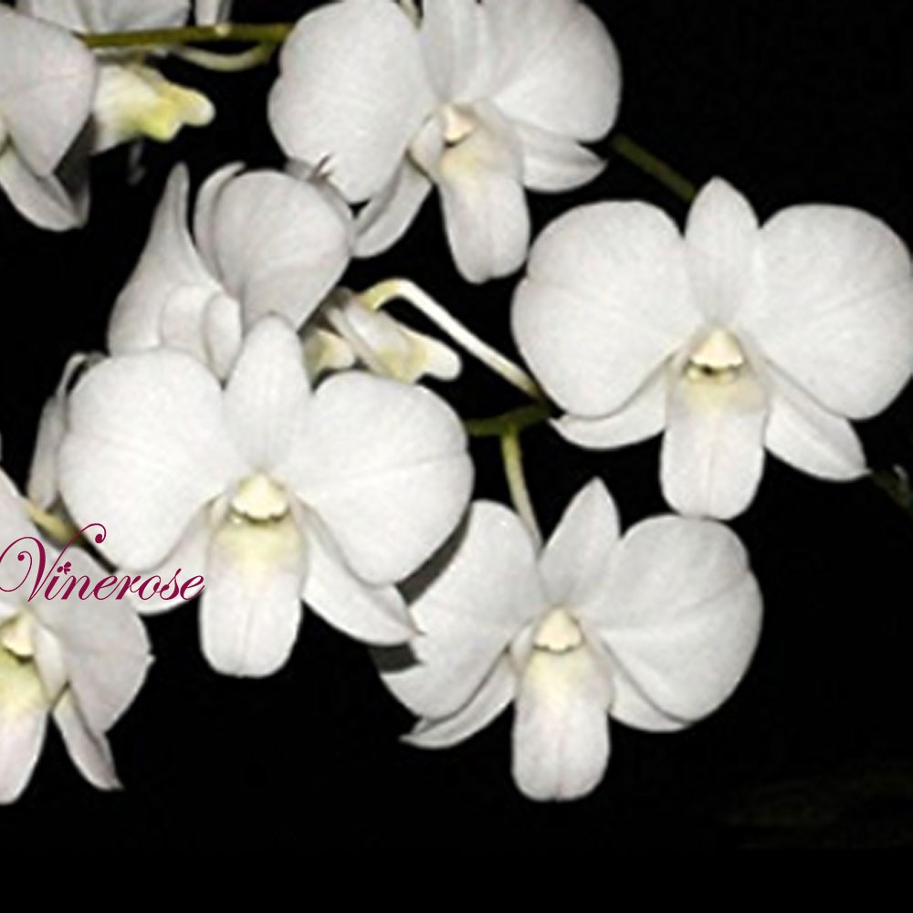 Jual Anggrek Bulat Dendrobium Mini Enobi White | Shopee Indonesia