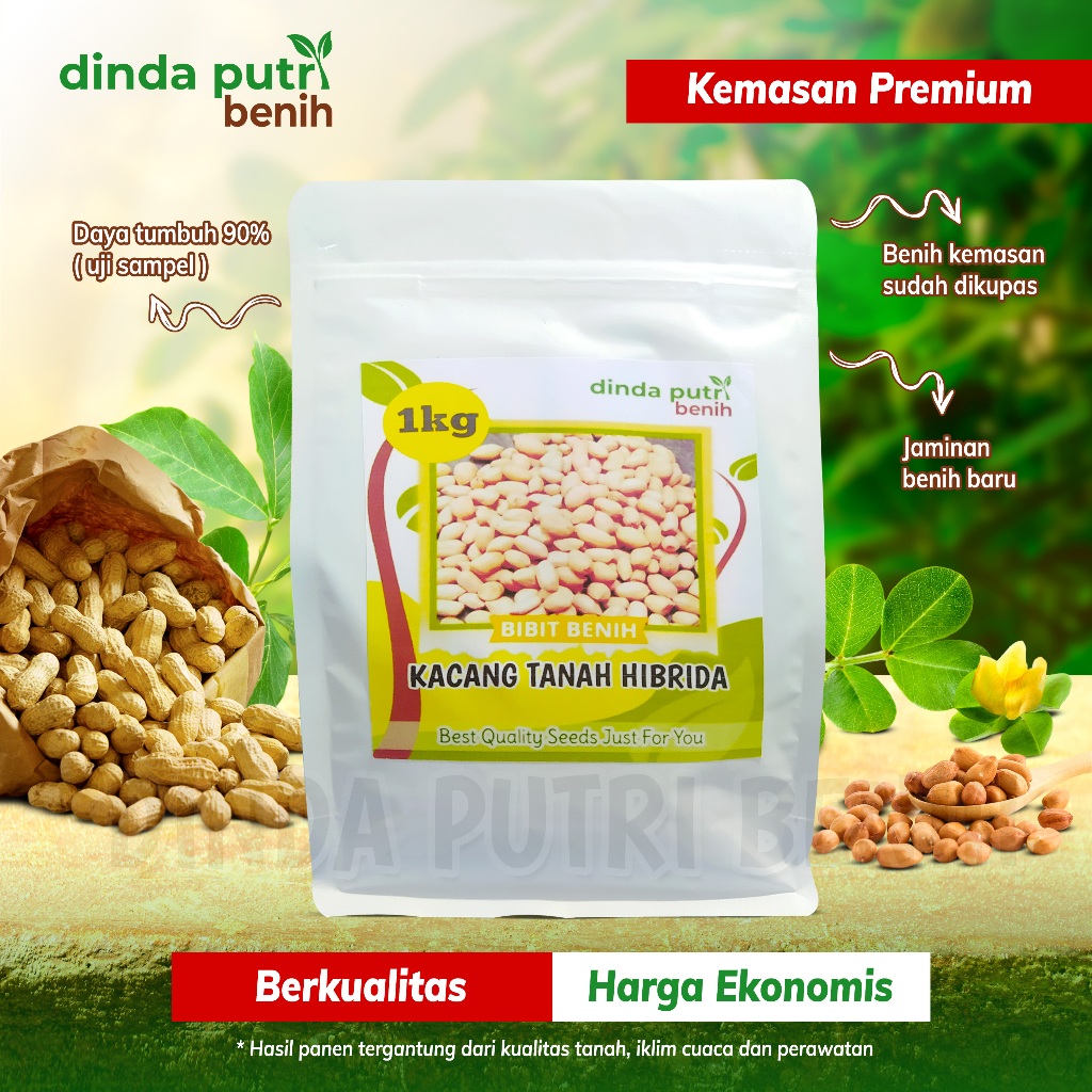Jual 1000gr/1kg Benih Kacang Tanah Hibrida kulit putih ( new packaging ...