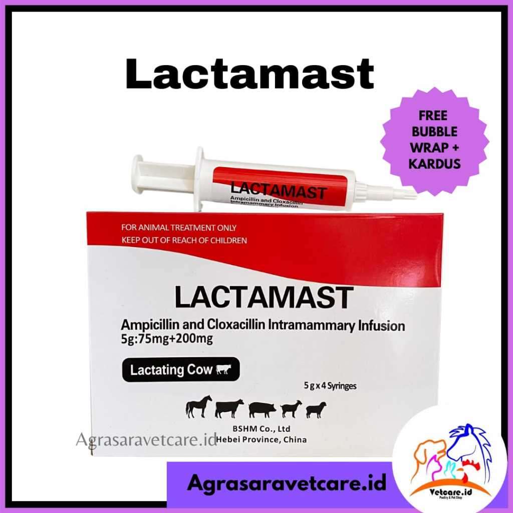 Jual Lactamast 5gr - Antibiotik Intramammary untuk Pengobatan Mastitis ...