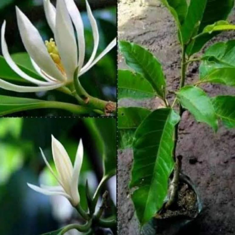 Jual Bibit Bunga Kantil Putih Asli / Cempaka Putih Hasil Cangkok Cepat ...
