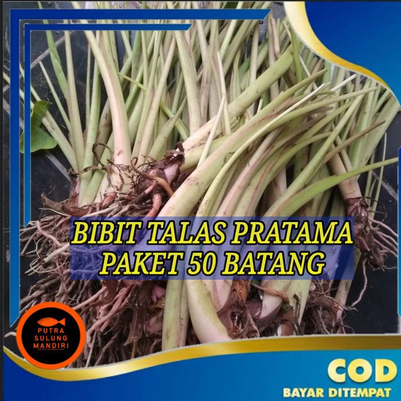 Jual Paket bibit talas 50 batang benih talas pratama kualitas terbaik ...