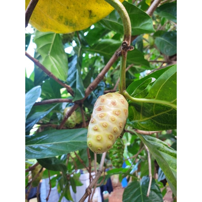 Jual Buah mengkudu buah pace buah nonis untuk kesehatan 1KG | Shopee ...