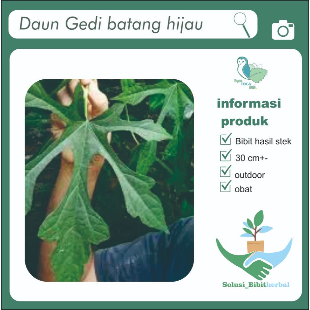 Jual Daun Gedi hijau sehat berkhasiat bukan kates jepang | Shopee Indonesia