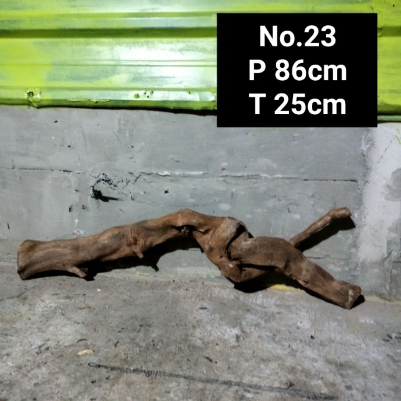 Jual akar santigi laut akar aquascape aquarium 23 | Shopee Indonesia