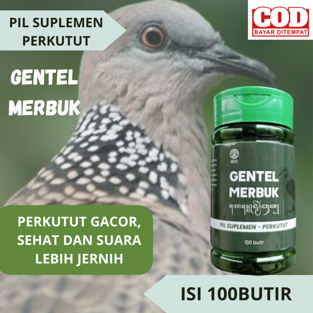 Jual GENTEL MERBUK PENGGACOR PERKUTUT ISI 100 BUTIR | Shopee Indonesia