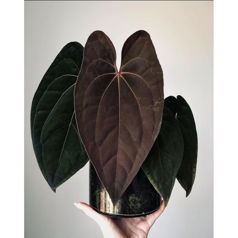 Jual Anthurium Red Vein Dark Phoenix- Tanaman Hias Hidup Anthurium Red ...