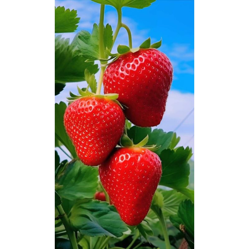 Jual Bibit STROBERRY CALIFORNIA | Shopee Indonesia
