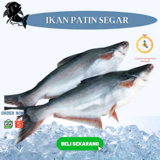 Jual Ikan Patin Terlengkap & Harga Terbaru Desember 2025 | Shopee Indonesia