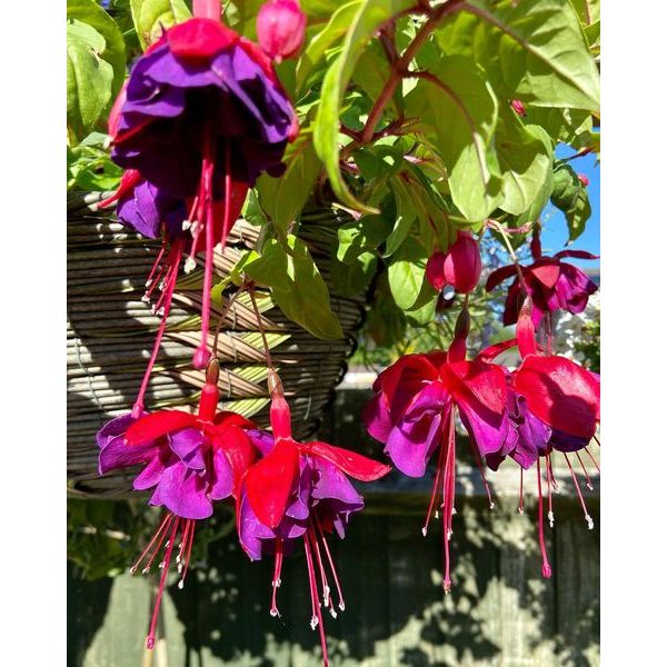 Jual Tanaman bunga Lampion Fuchsia Hidup Tanaman Gantung hias krisan ...