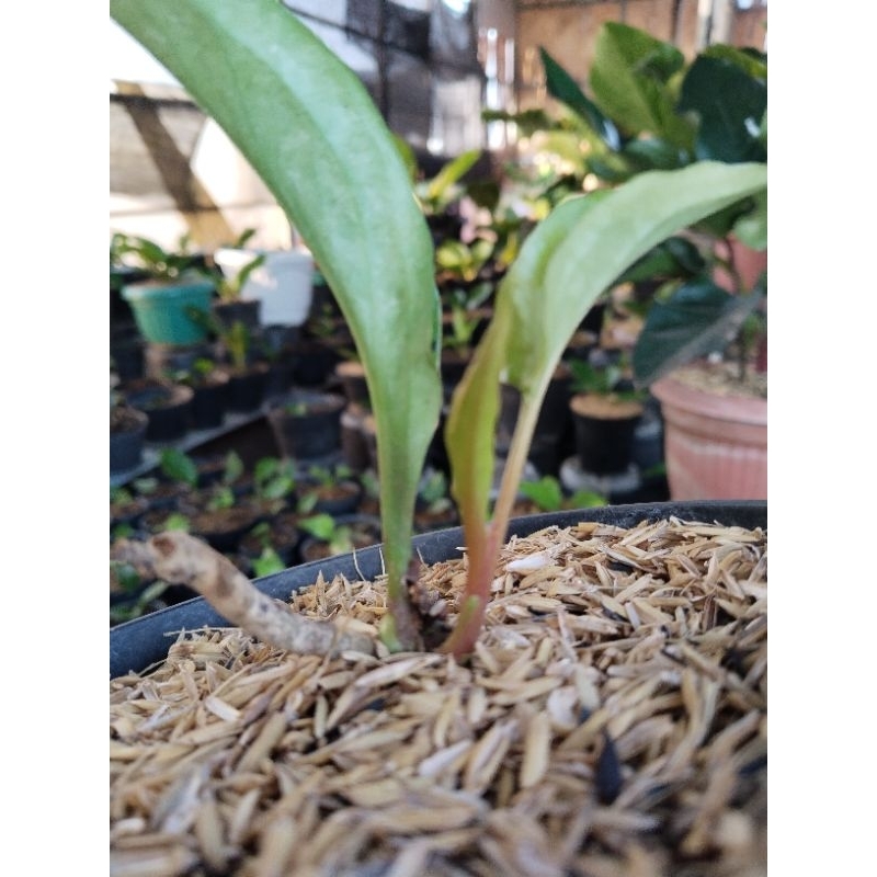 Jual anthurium obor. dari obor merah ( bonggol) | Shopee Indonesia