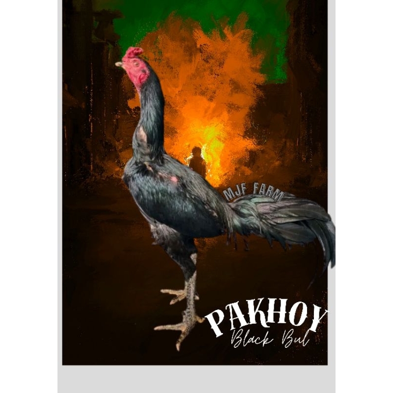 Jual Telur pakhoy full braket | Shopee Indonesia