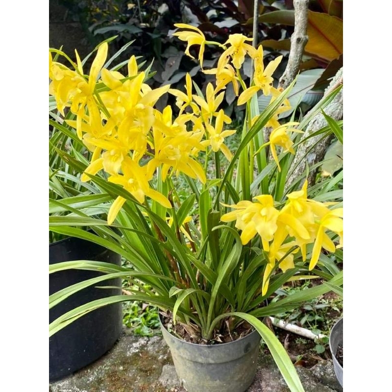 Jual Tanaman anggrek tanah,anggrek golden boy rimbun,kuning | Shopee ...