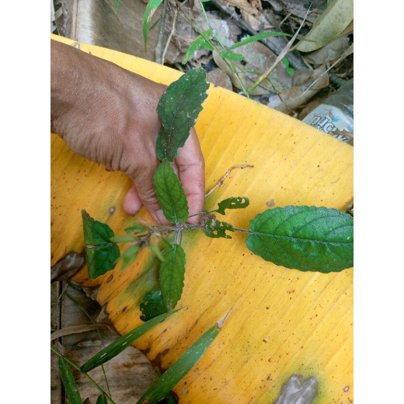 Jual paket tanaman herbal gempur batu isi 5 | Shopee Indonesia