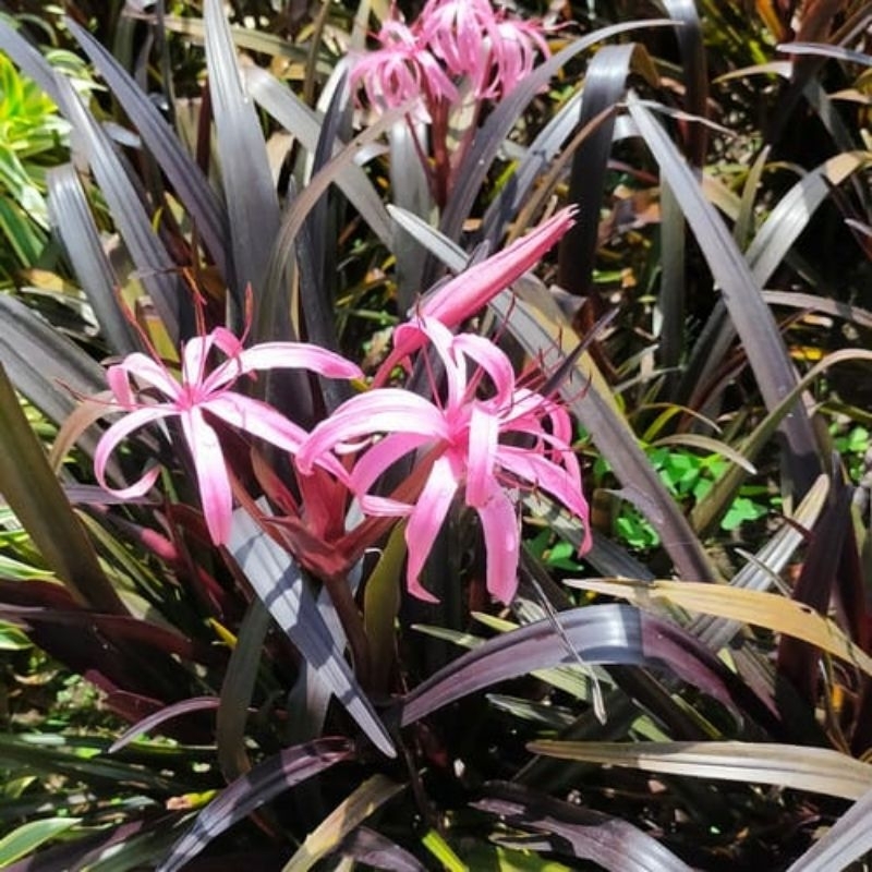 Jual Tanaman Hias Bakung Hitam / Bakung Merah / Bakung Taman Merah ...