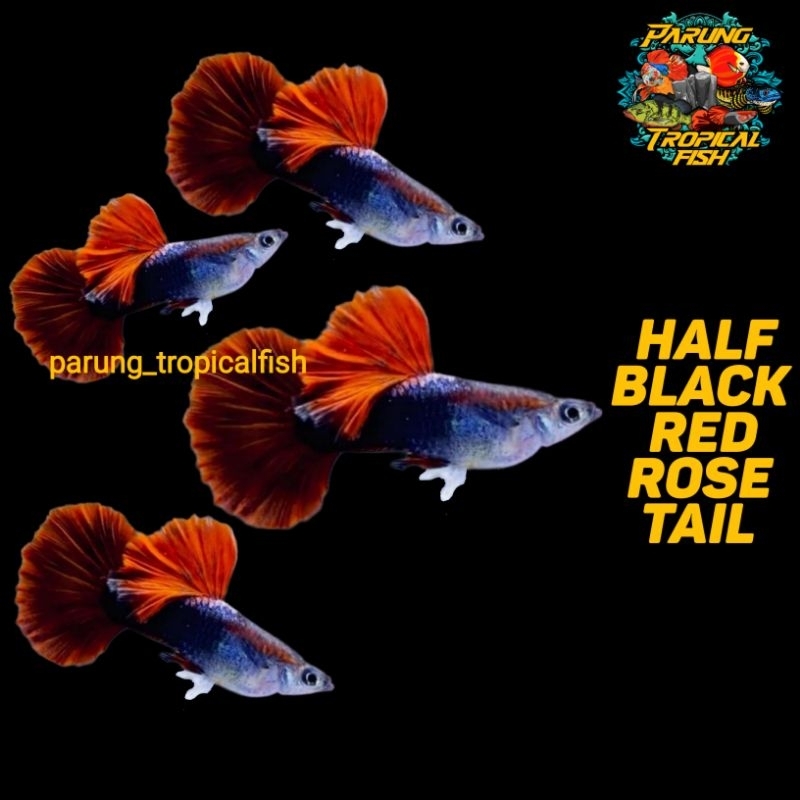 Jual Half Blαck Red Rose Ta¥l HB Red Rose Tail | Shopee Indonesia