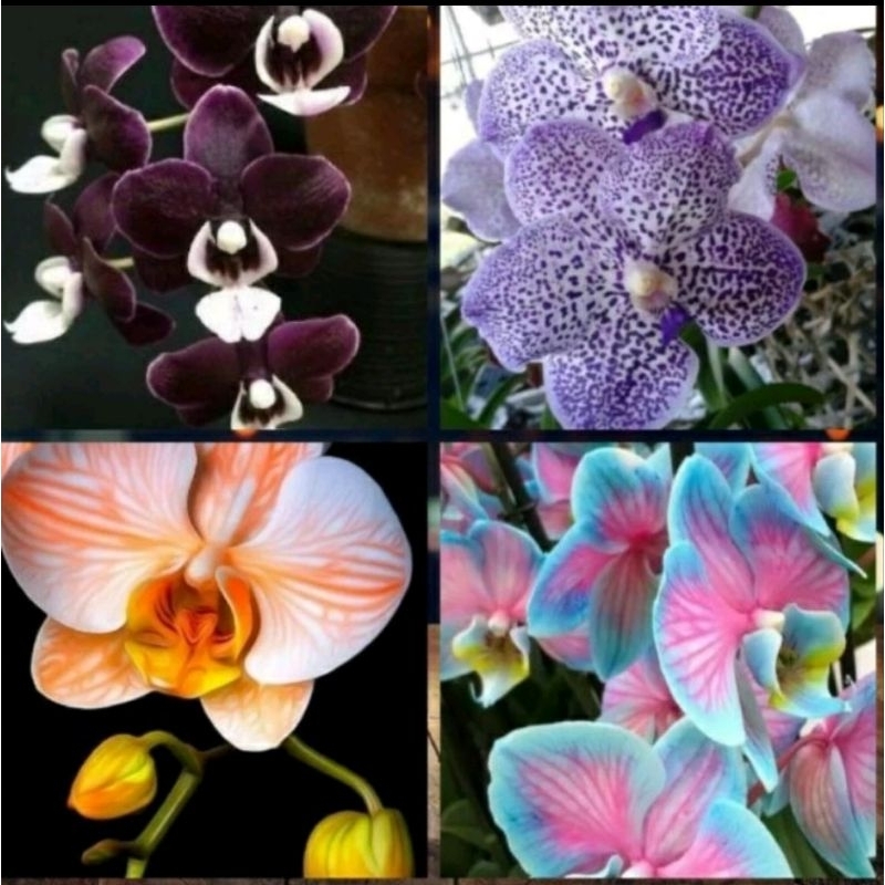 Jual PROMO!!! Paket 4 Seedling Anggrek Dendrobium Hybrid Cantik ...