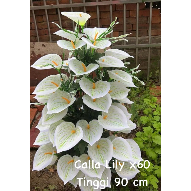 Jual Bunga Anthurium Lily / Calla Lily / Aron Panda x60 Tinggi 90 cm ...