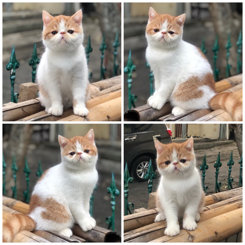 Jual kucing exotic peaknose | Shopee Indonesia