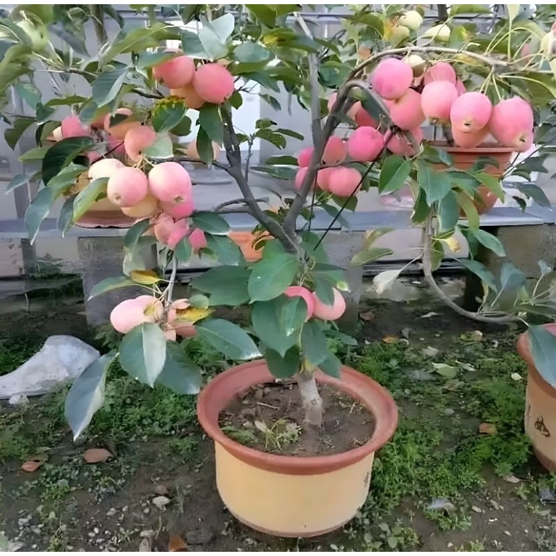 Jual BIBIT APEL FUJI MERAH HASIL CANGKOK | Shopee Indonesia