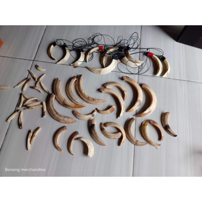 Jual taring babi asli 7-16cm | Shopee Indonesia