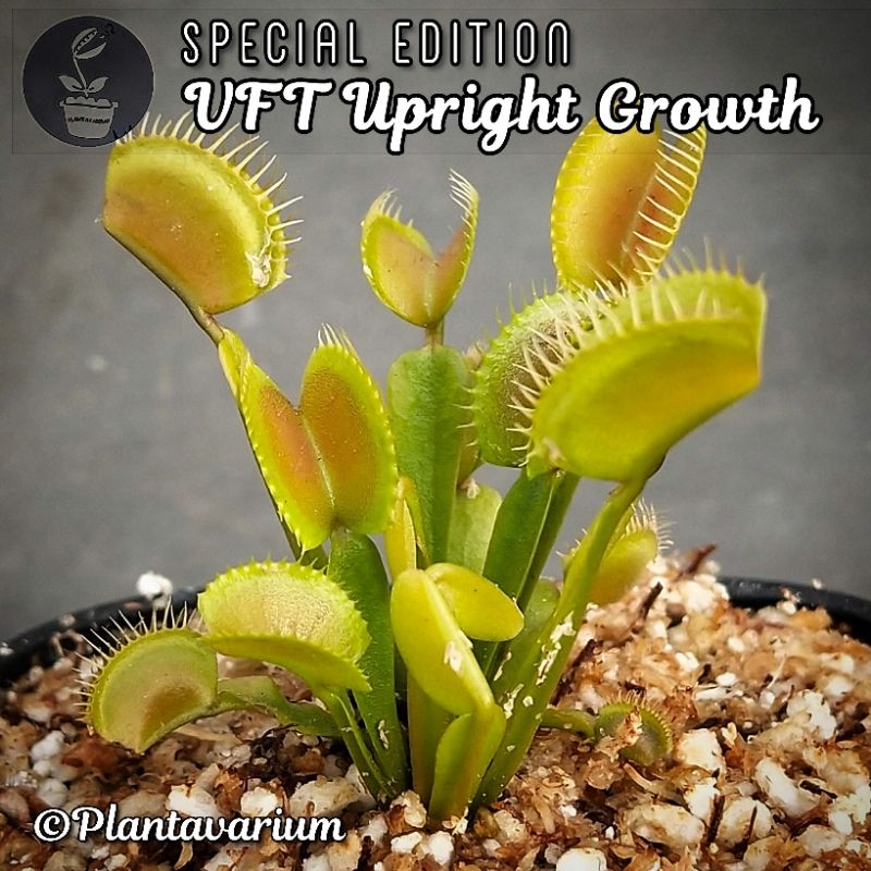 Jual Tanaman Karnivora Venus Flytrap VFT Upright Growth Edition | Shopee Indonesia